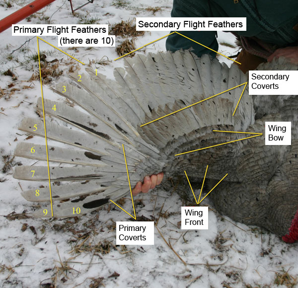 Learn The Parts Of A Turkey Wing
