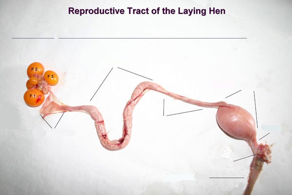 Image from John Anderson, Dept. of Animal Sciences, The Ohio State ...