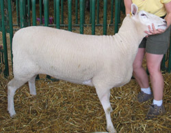 Sheep Key